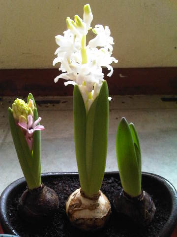 Bibit Bunga Hyacinth yang ditanam di Jakarta - Pursuing My Dreams