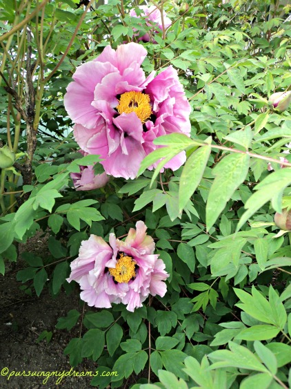 Bunga Peony yang Mempesona - Pursuing My Dreams