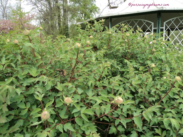 Bunga Peony yang Mempesona - Pursuing My Dreams