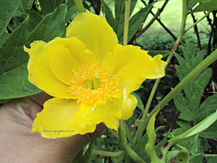 Cantiknya si Kuning Bunga Peoni Ludlowii - Pursuing My Dreams