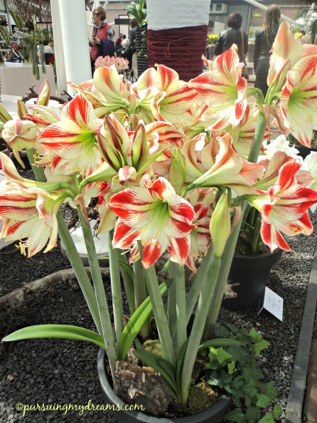 Tips Bunga Amaryllis Berbunga Kembali - Pursuing My Dreams