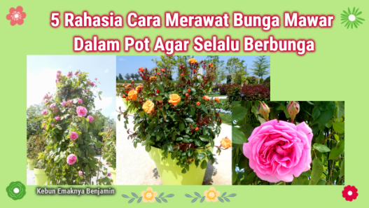 5 Rahasia Cara Merawat Bunga Mawar Dalam Pot Agar Selalu Berbunga ...